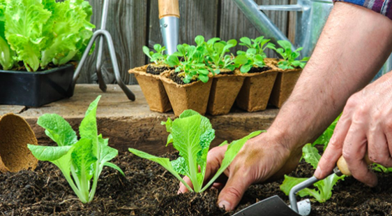 | Growing Naturally: A Road map to Sustainable Edible Garden Design